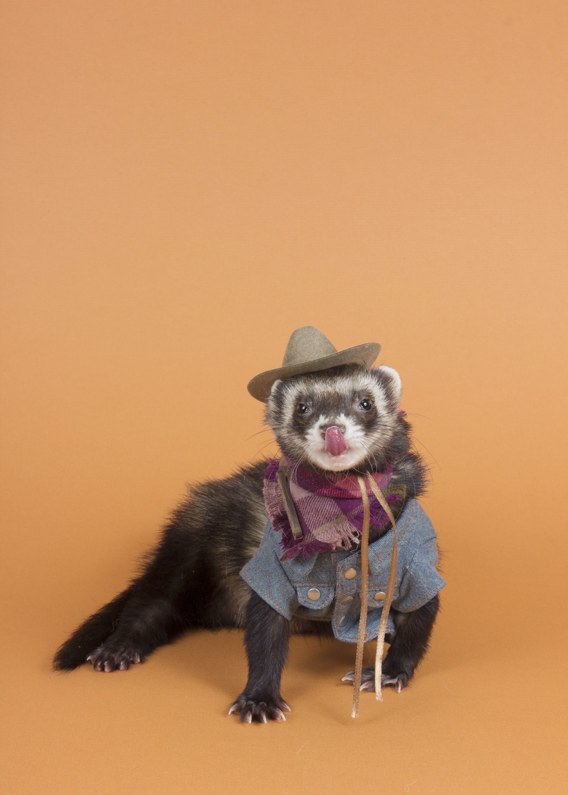 Ferrets