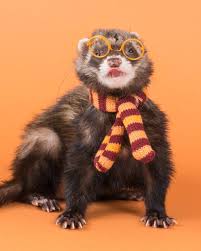 Ferrets