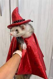 Ferrets
